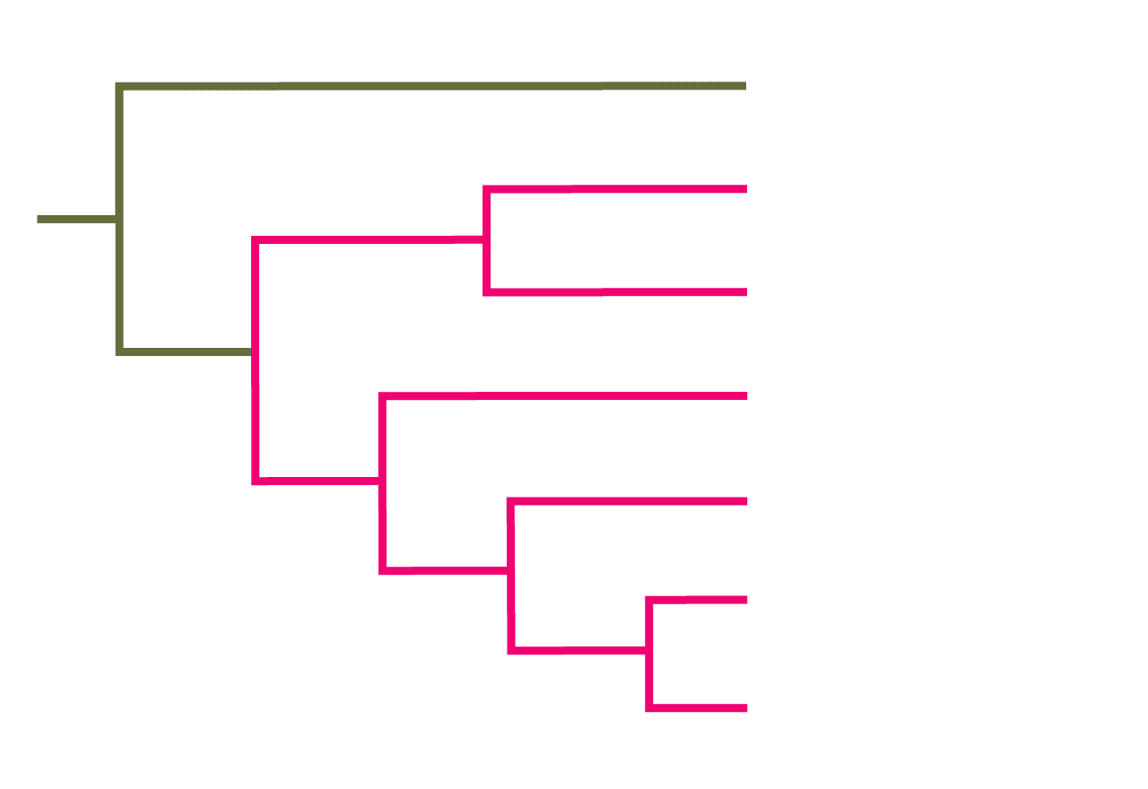 How to Read a Cladogram | AMNH