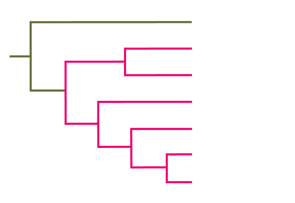 How to Read a Cladogram | AMNH