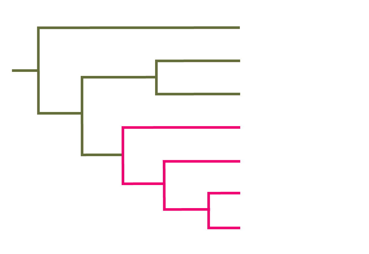 How to Read a Cladogram | AMNH
