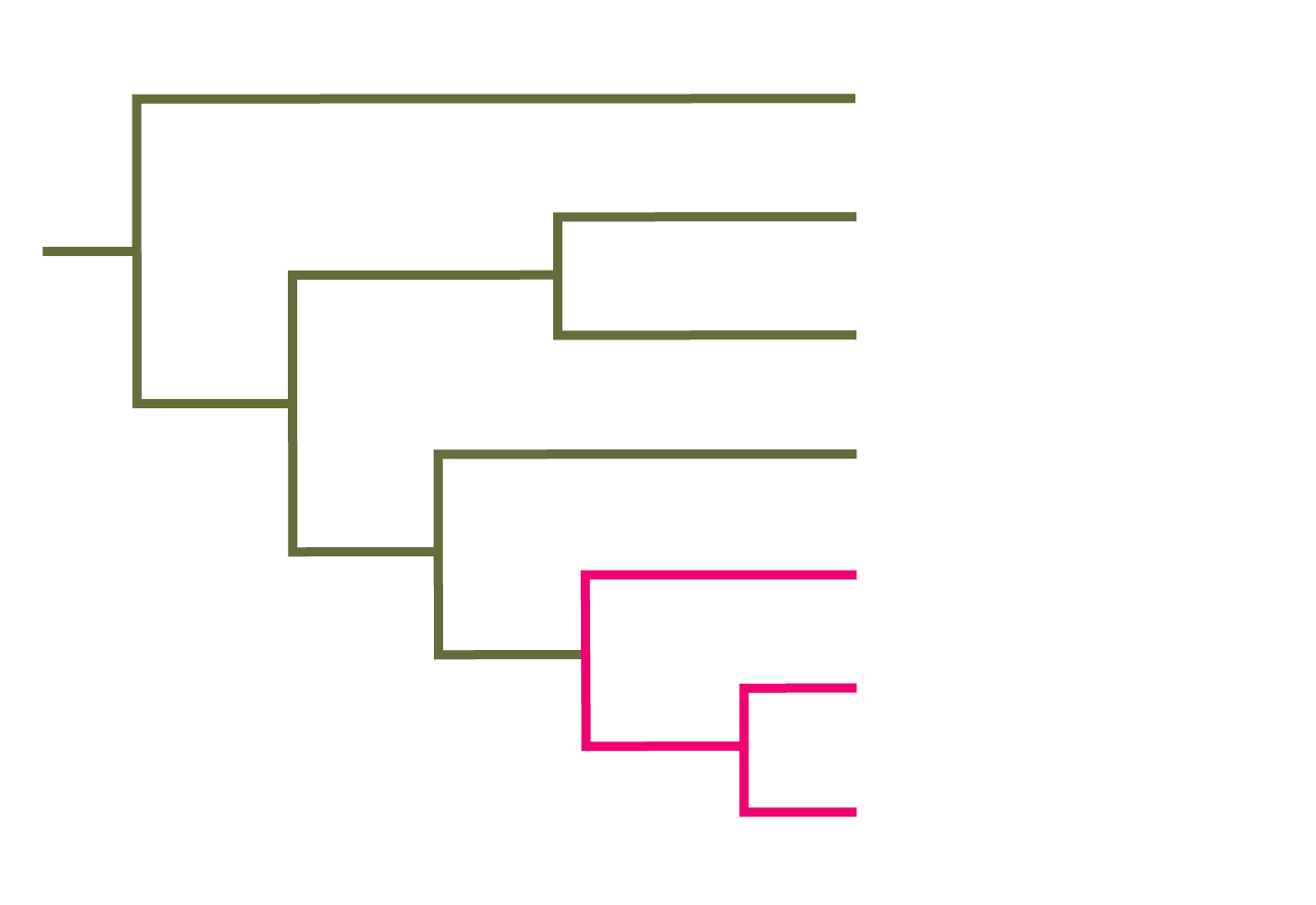 How to Read a Cladogram | AMNH