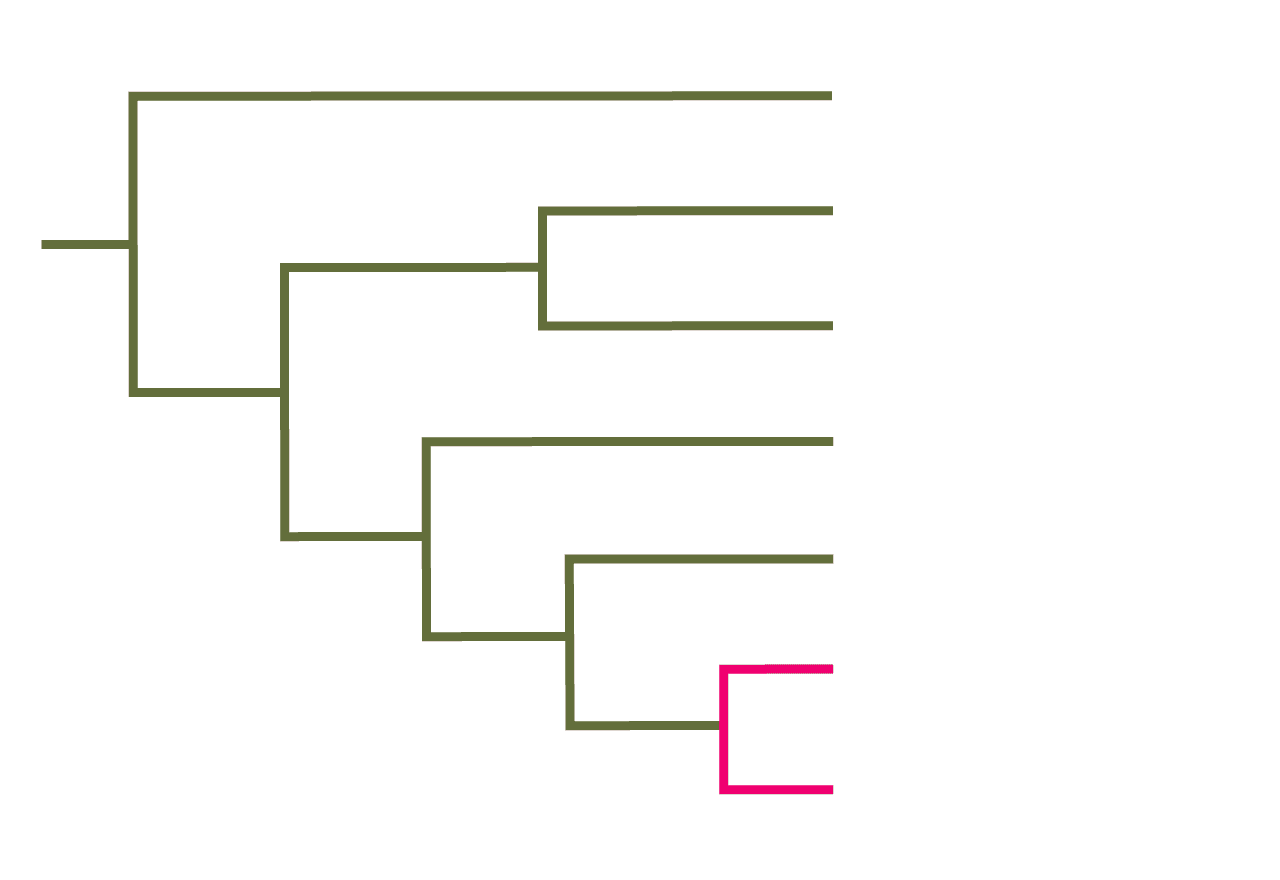 How to Read a Cladogram | AMNH