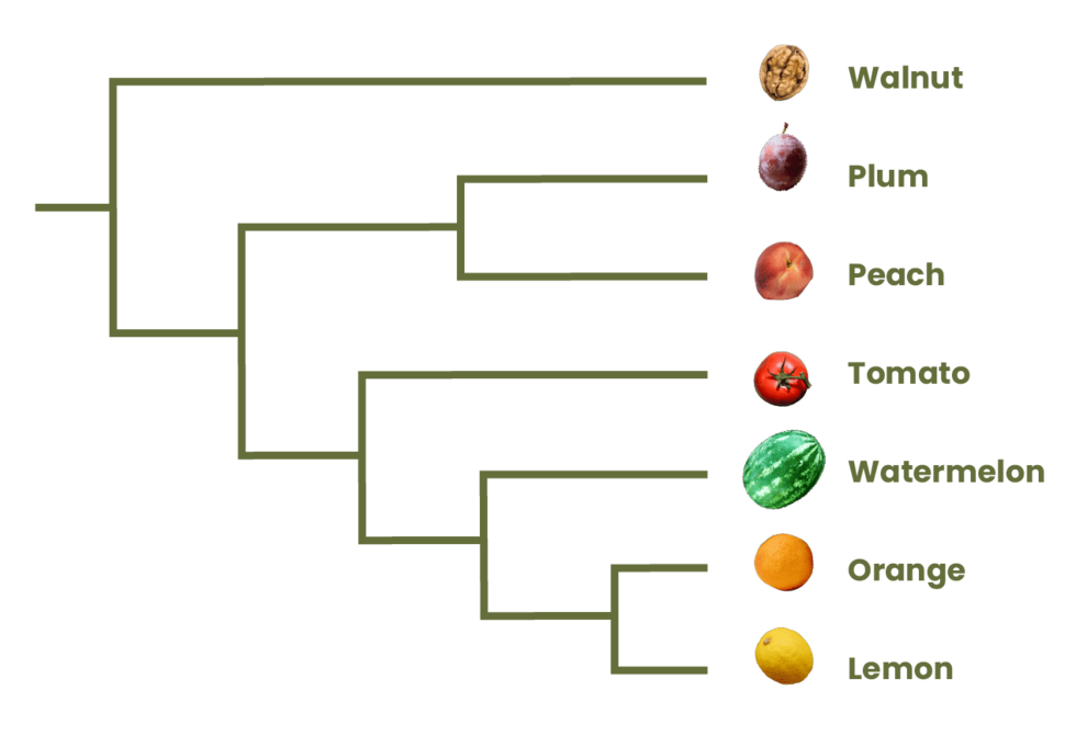 How to Read a Cladogram | AMNH