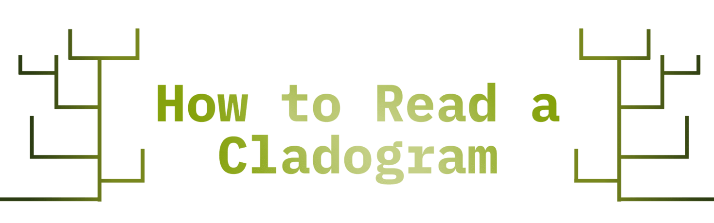 How to Read a Cladogram | AMNH