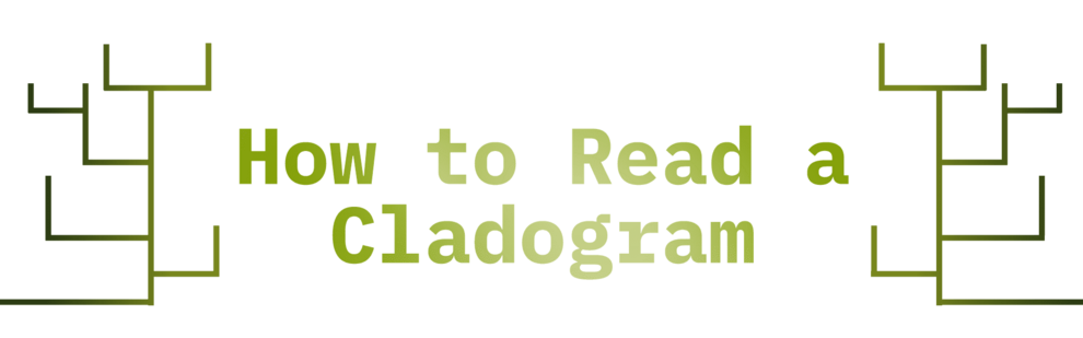 How to Read a Cladogram | AMNH