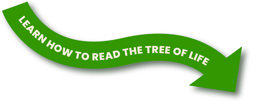 How to Read a Cladogram | AMNH