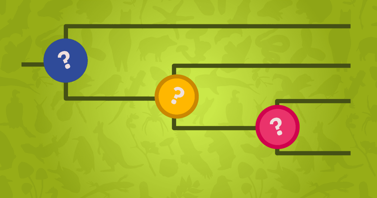 How to Read a Cladogram | AMNH
