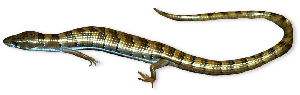 Lizards and Snakes | AMNH