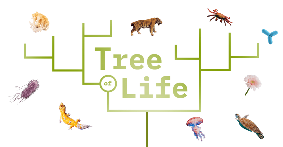 Tree of Life | AMNH
