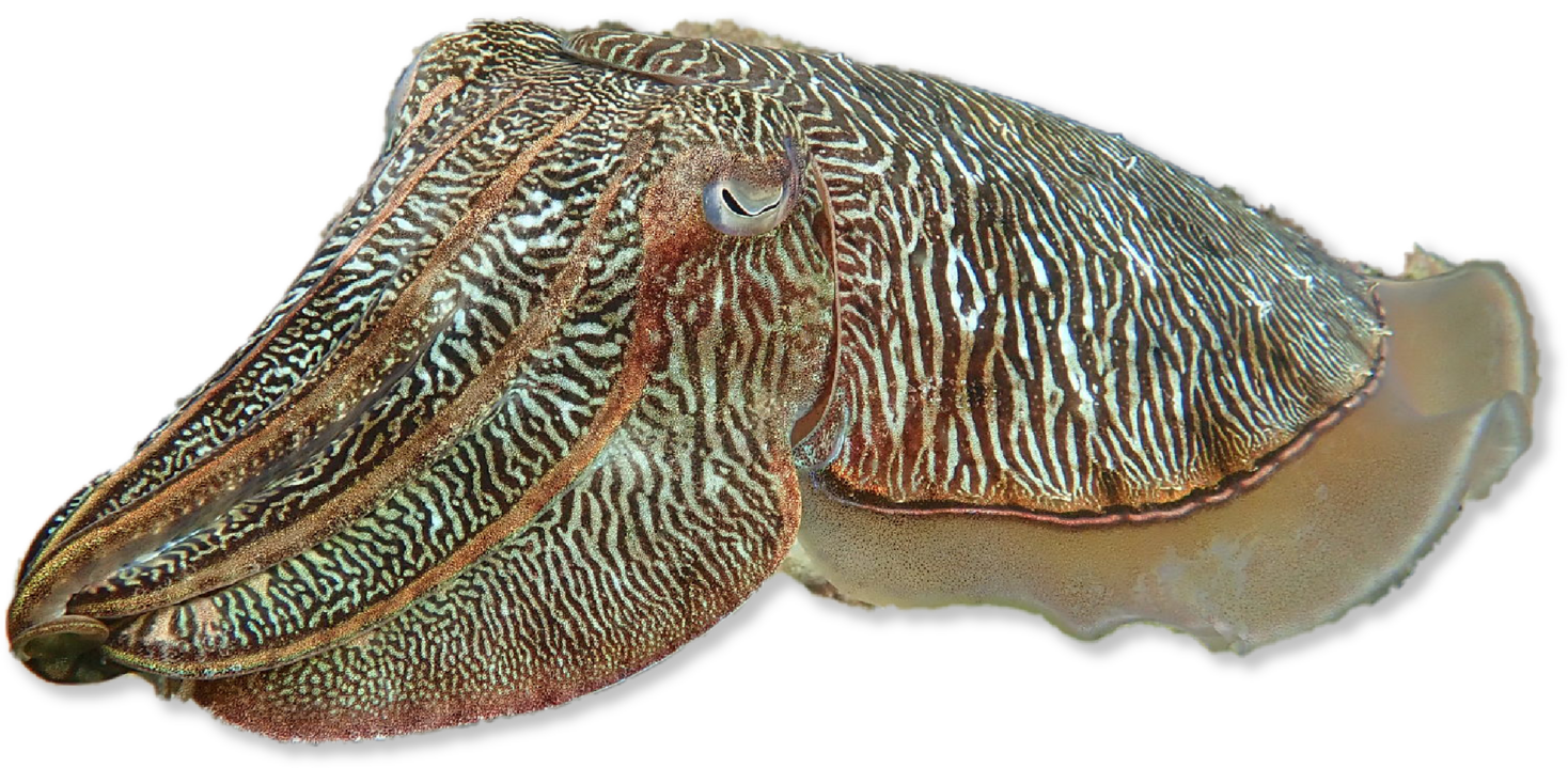 Mollusks | AMNH