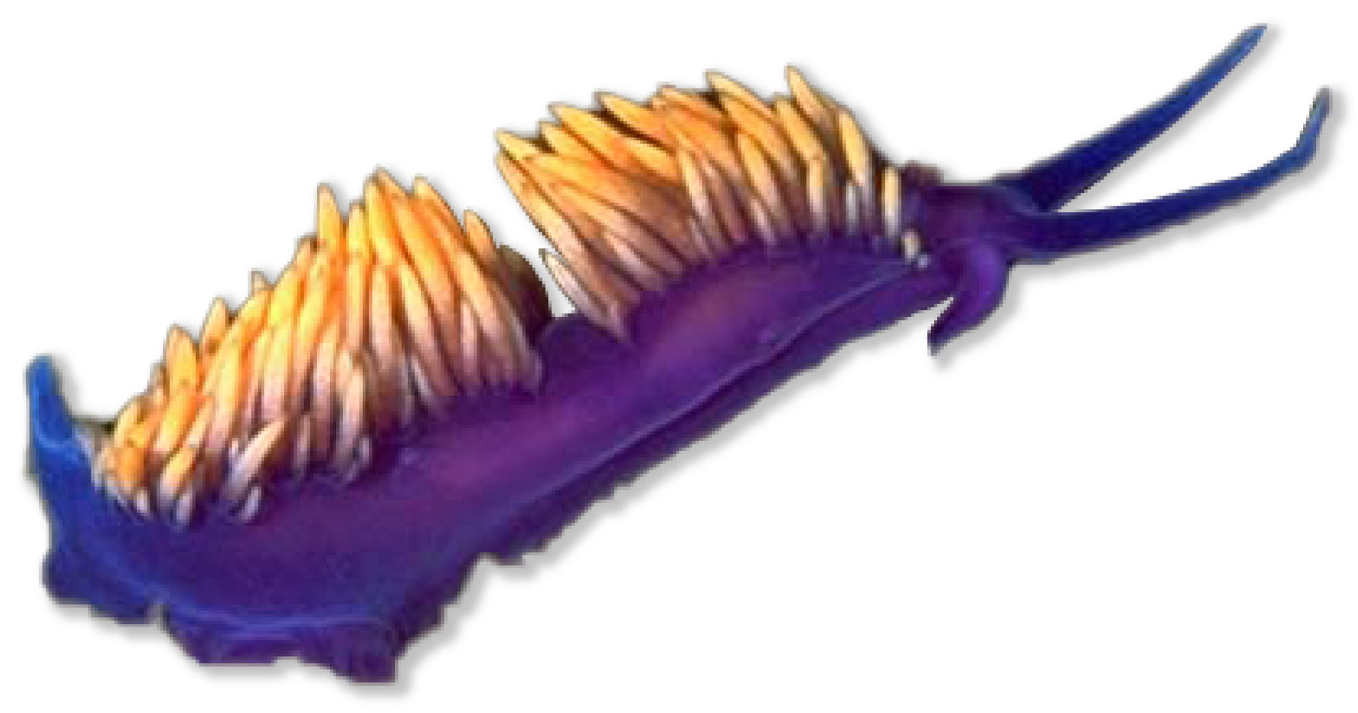 Mollusks | AMNH