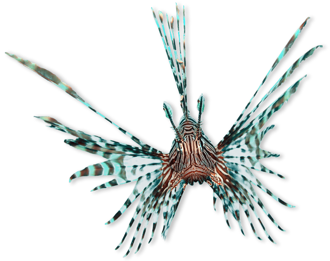 Ray-Finned Fishes | AMNH