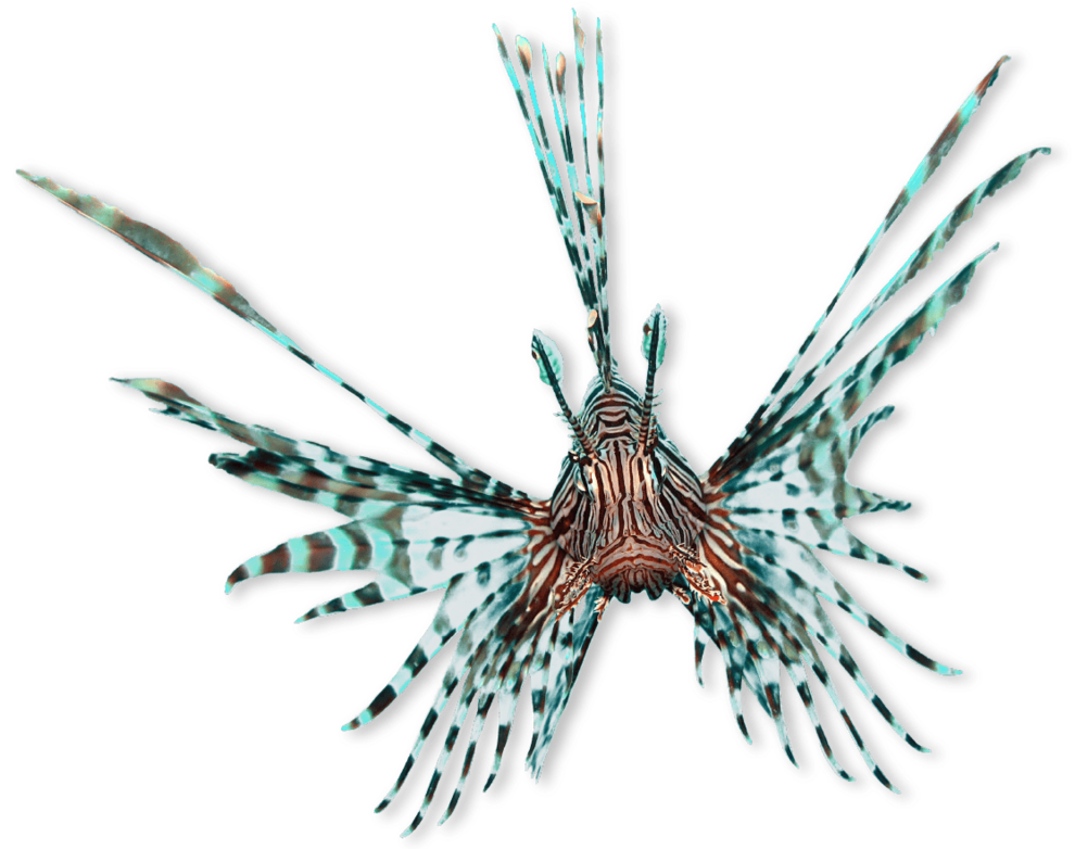 Ray-Finned Fishes | AMNH