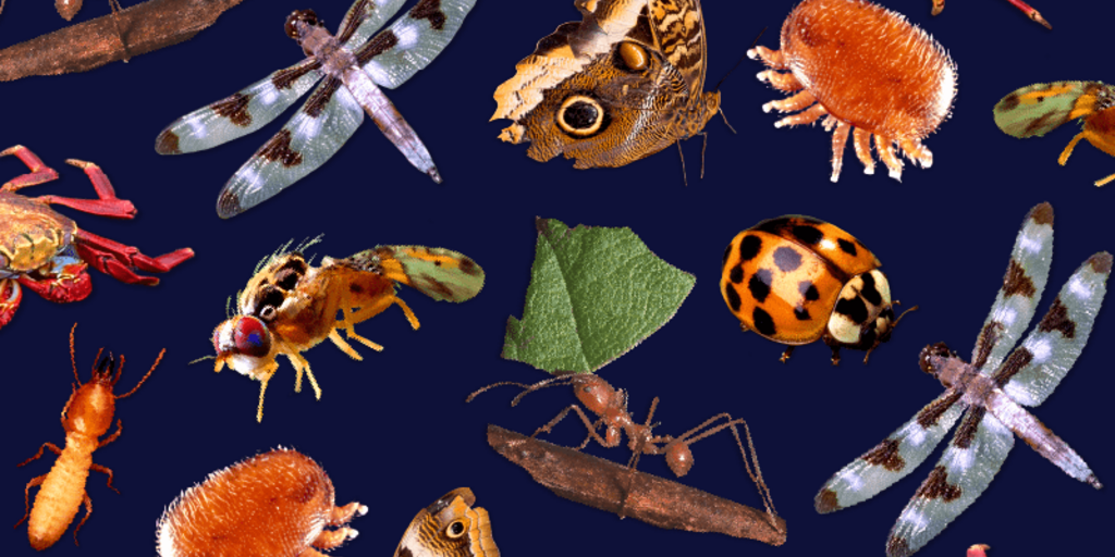 arthropods insects