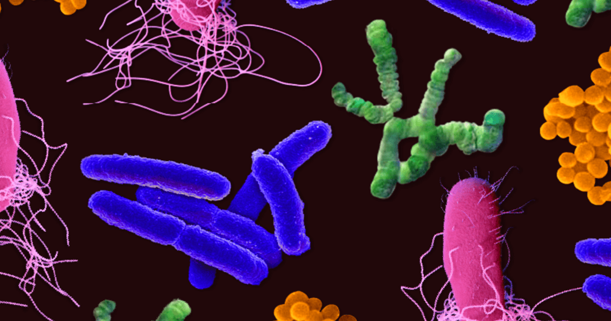 True Bacteria | AMNH