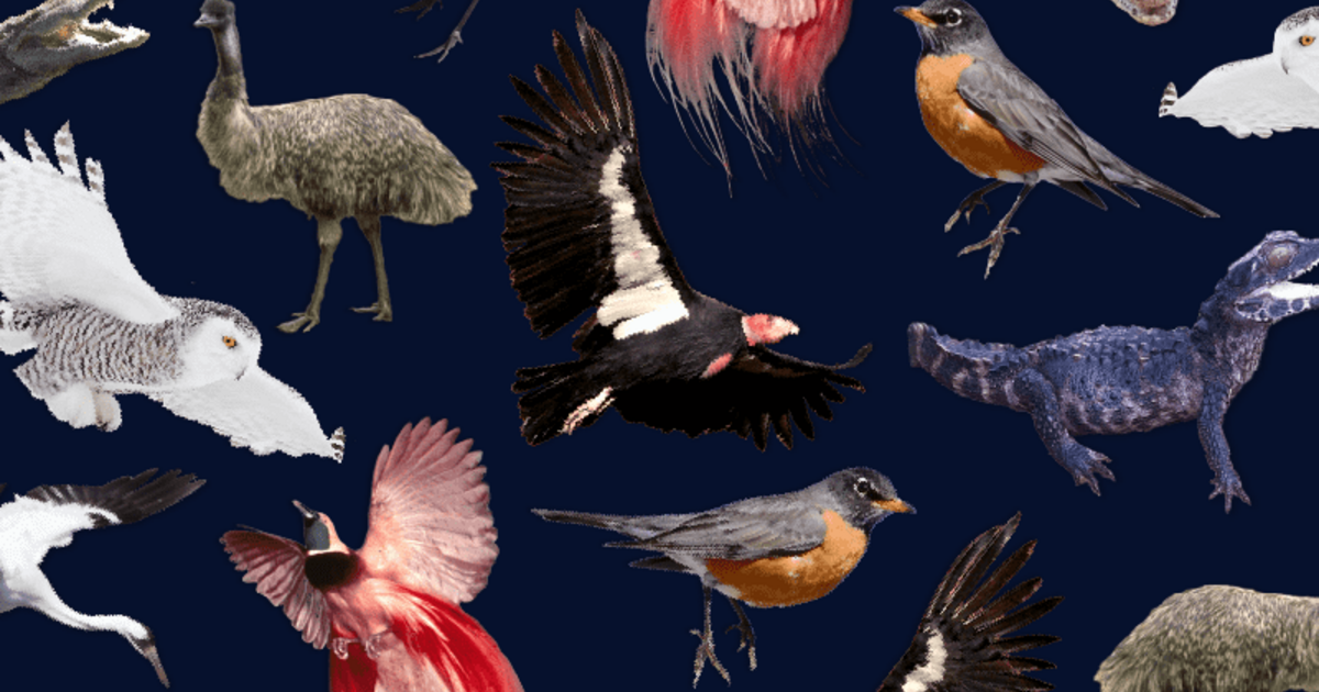 Examples Of Birds Vertebrates