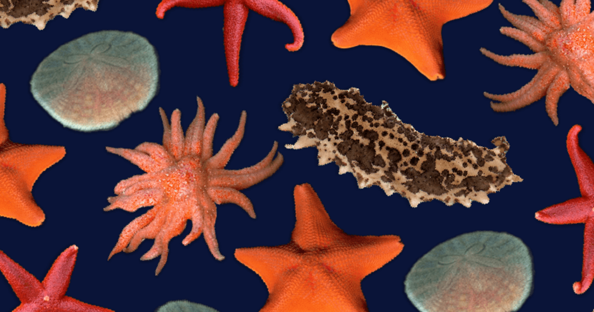 Echinoderms | AMNH