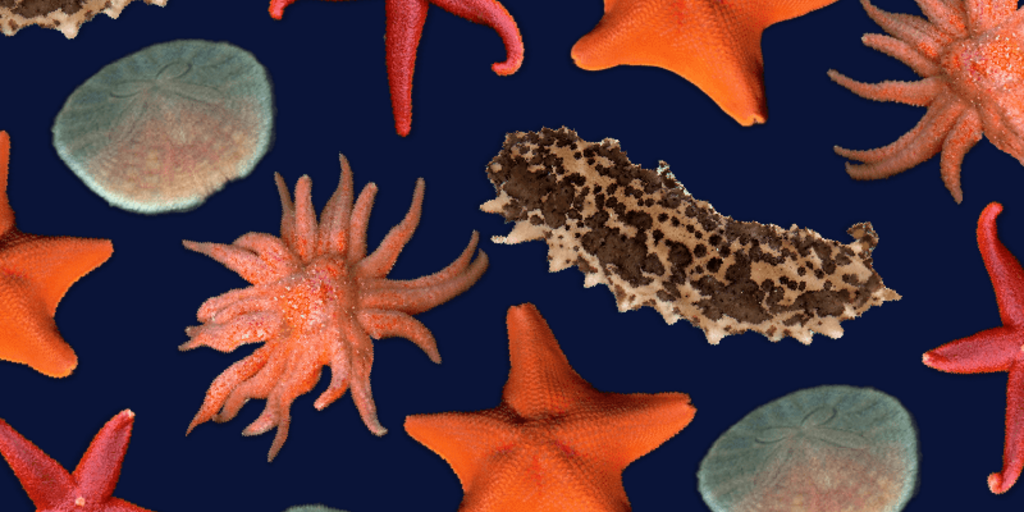 types of echinoderms