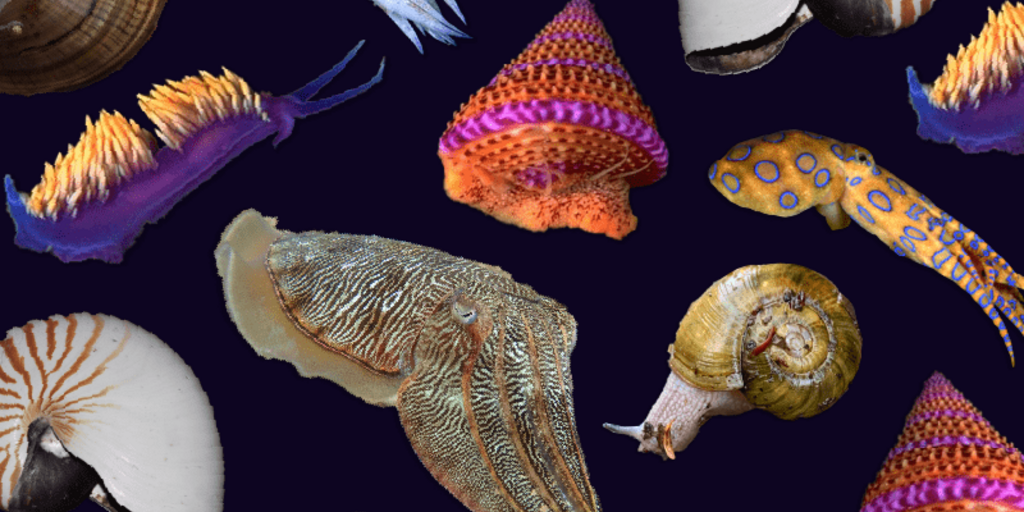Pictures Of Mollusks