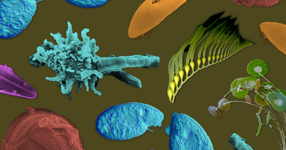 Protists Amnh 