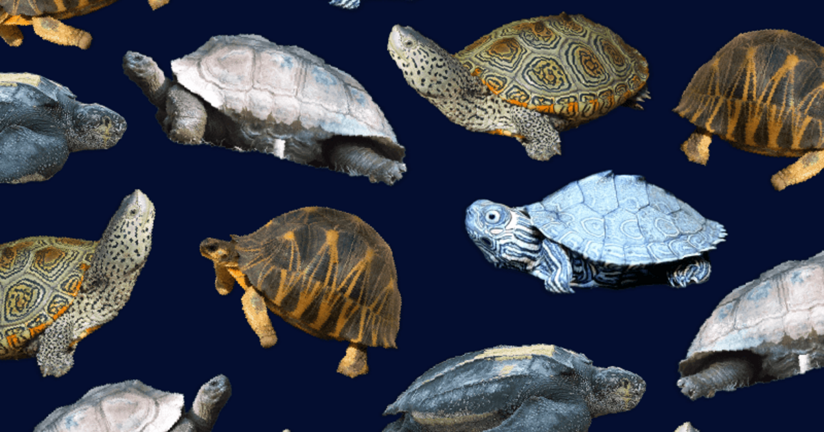 Turtles and Tortoises | AMNH