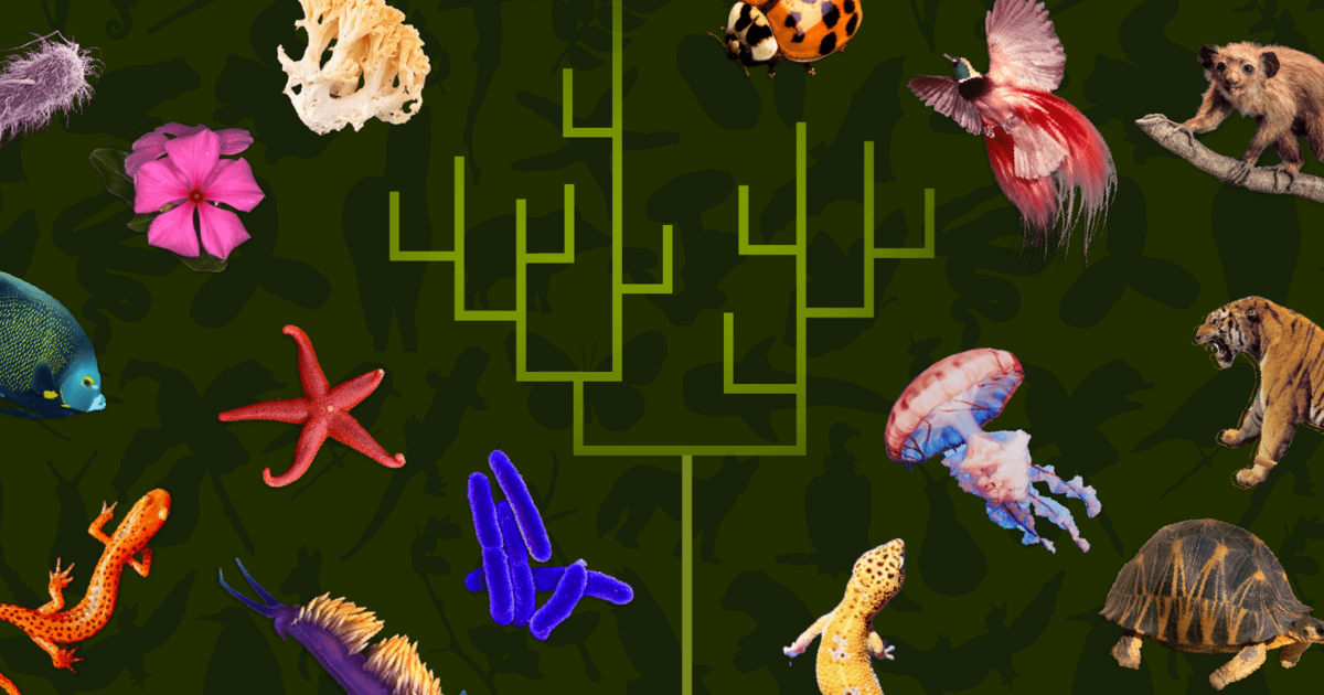 Simple Tree Of Life Biology