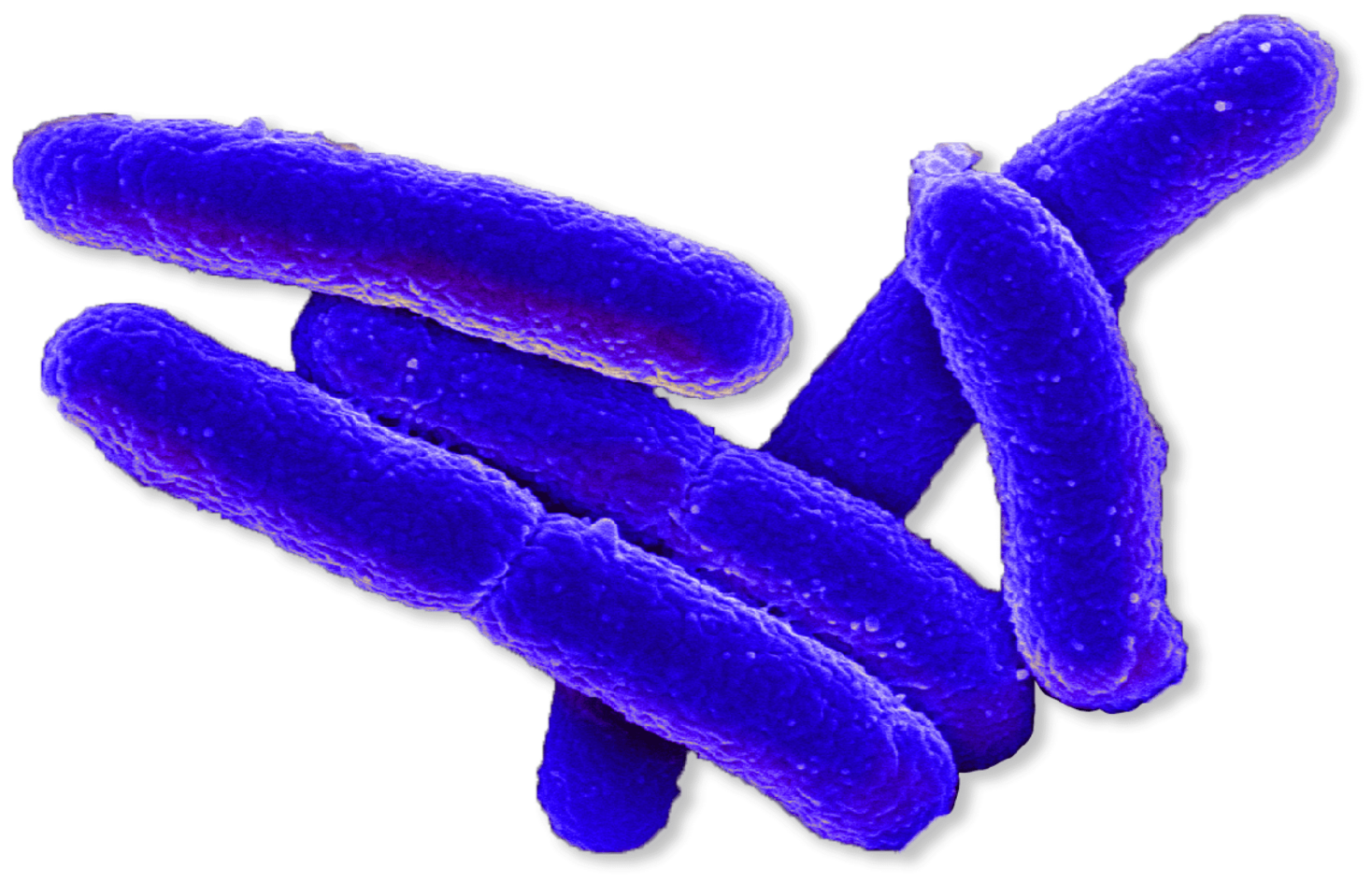 True Bacteria | AMNH