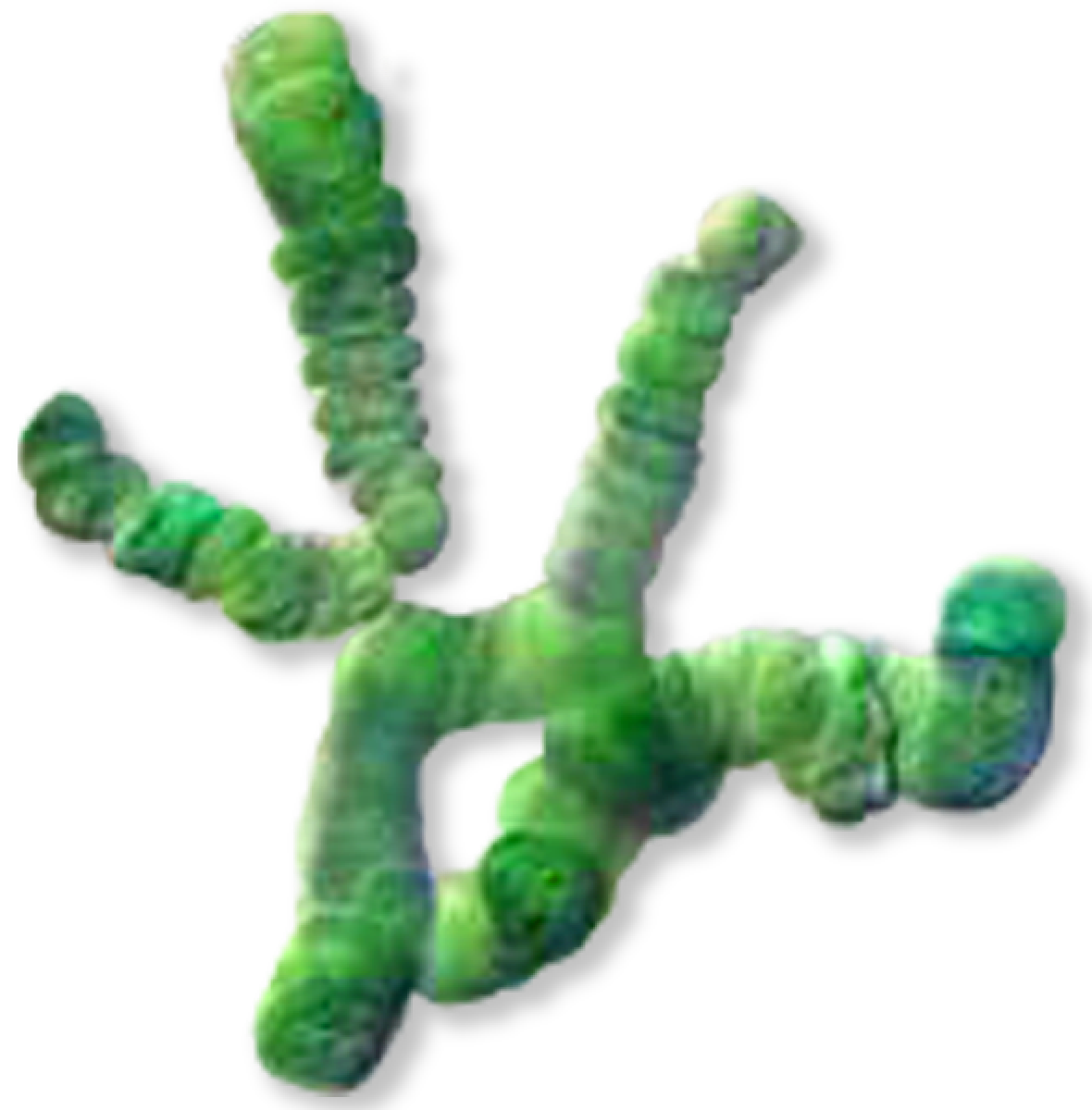 True Bacteria | AMNH