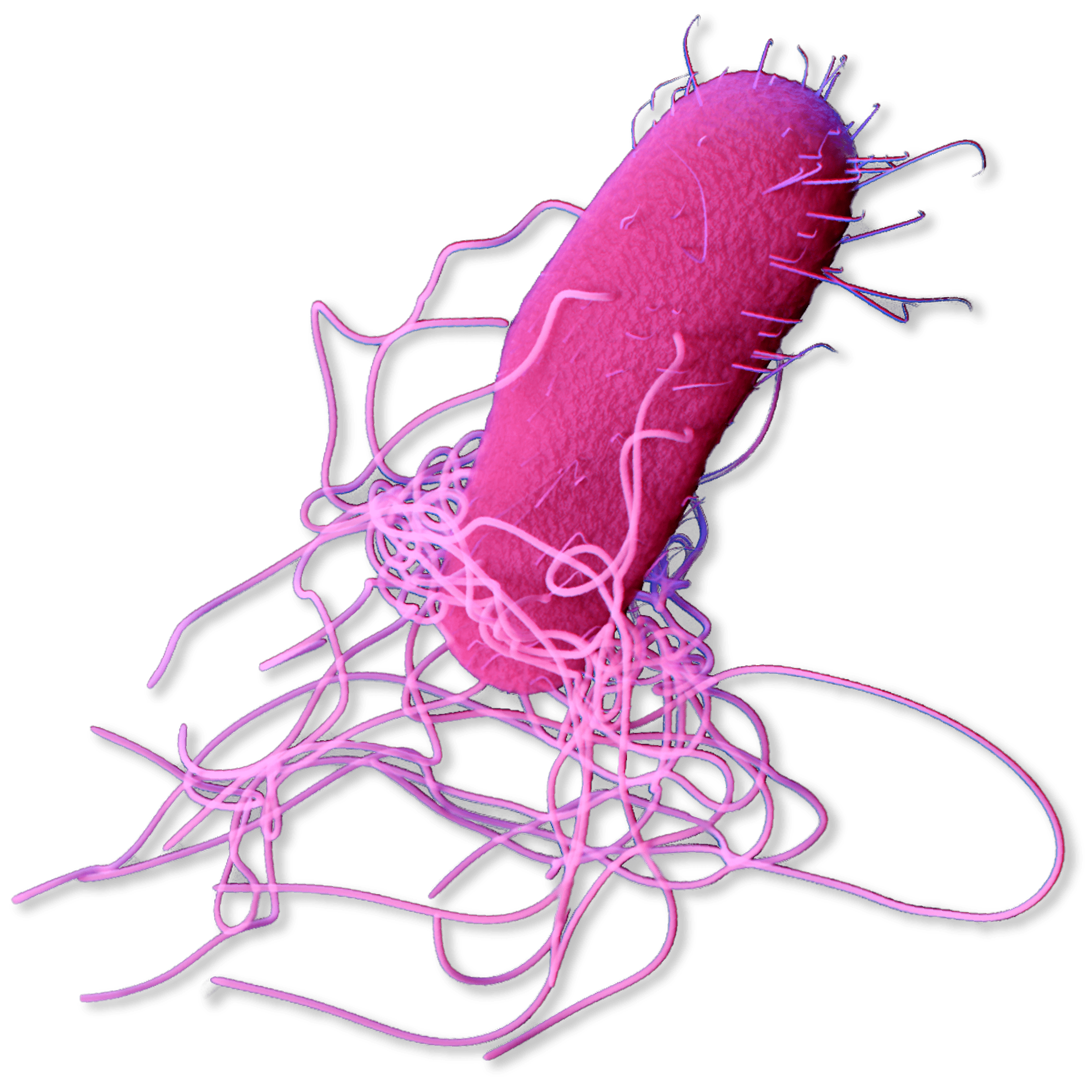 True Bacteria | AMNH