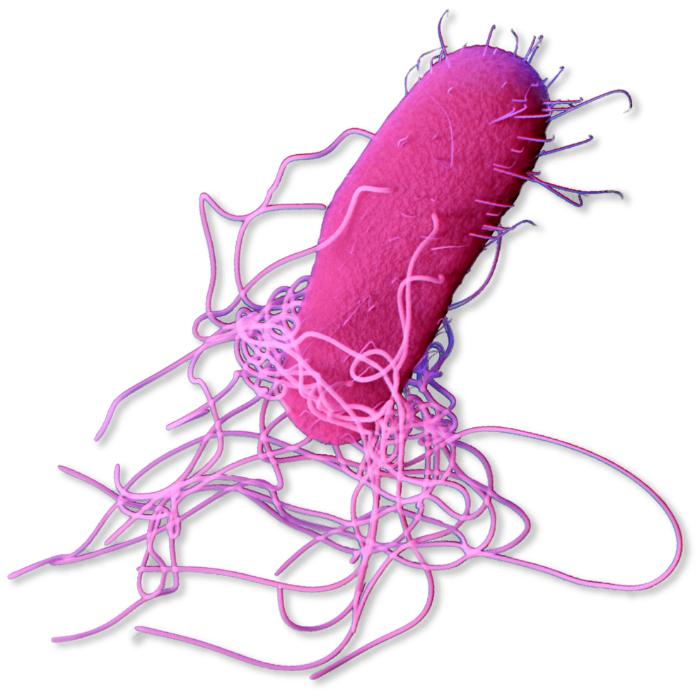 True Bacteria | AMNH