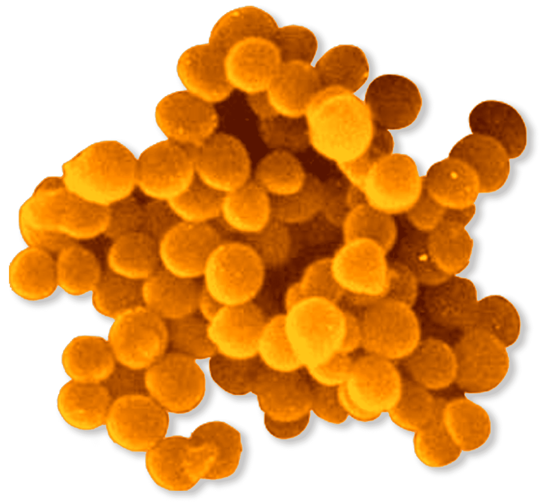 True Bacteria | AMNH