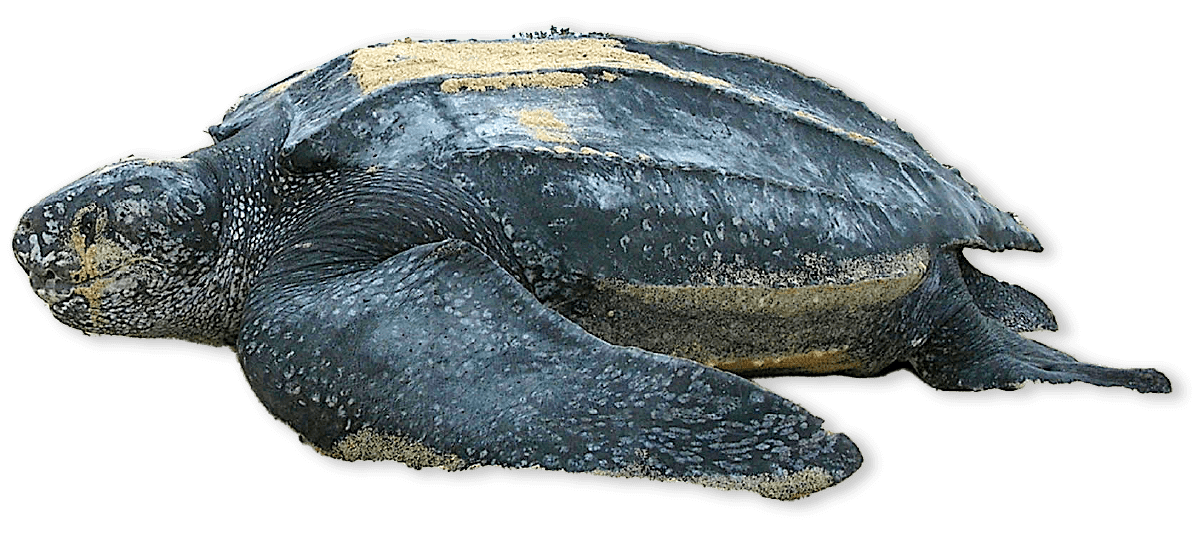 Turtles and Tortoises | AMNH