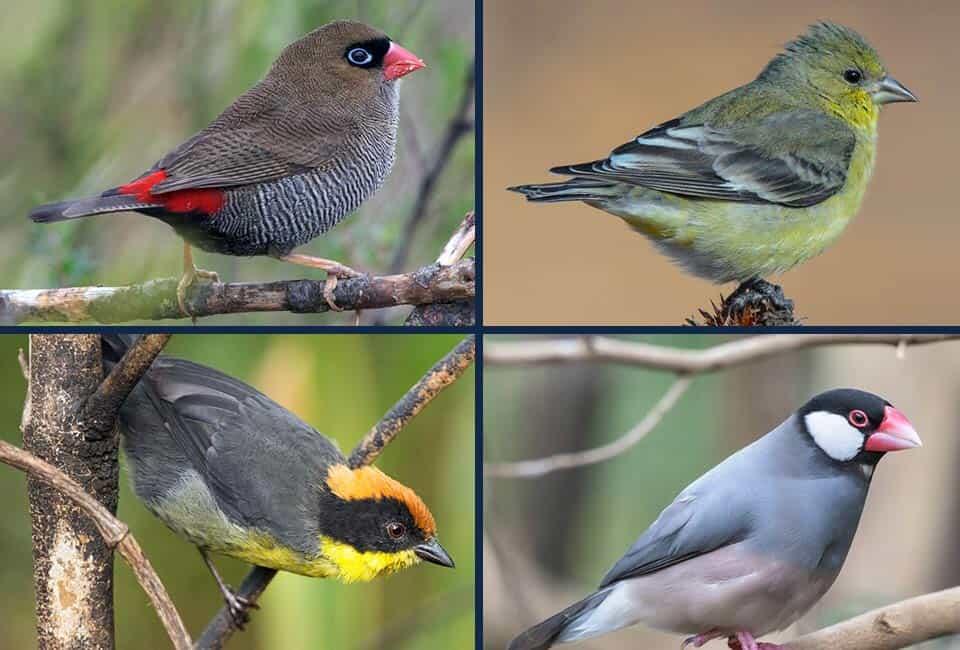 What is Biodiversity? | AMNH