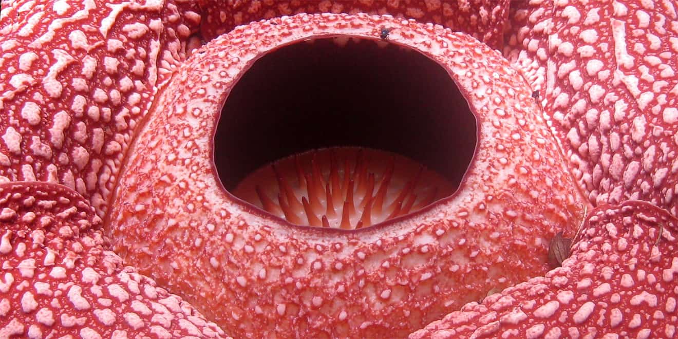 OLogy: Science Website for Kids | American Museum of Natural History