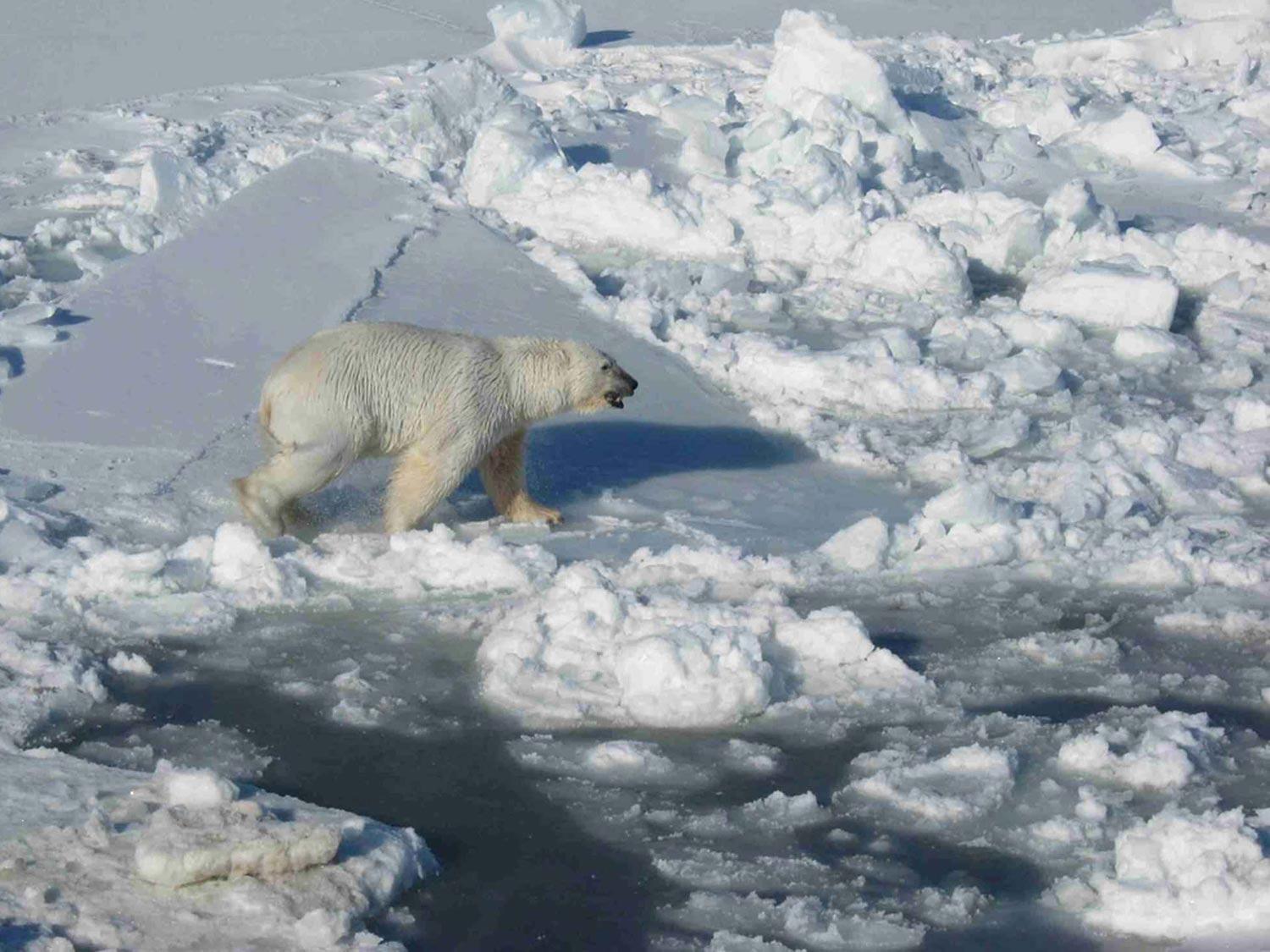 In Pictures: Climate Change | AMNH