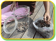 Make a Terrarium: Activity Instructions | AMNH