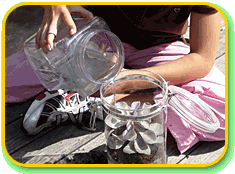 Make a Terrarium: Activity Instructions | AMNH