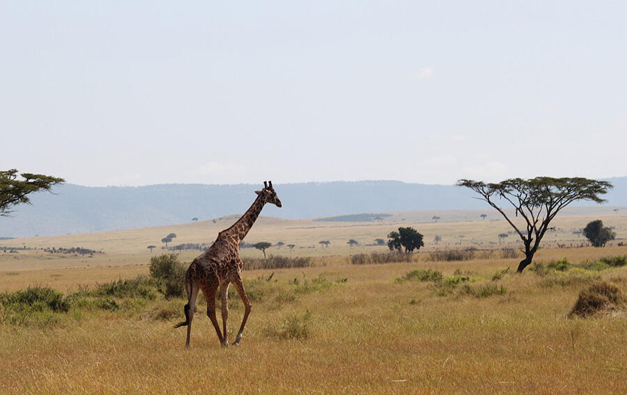 How can we save the savanna ecosystem? | AMNH