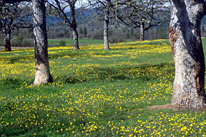 How can we save the savanna ecosystem? | AMNH