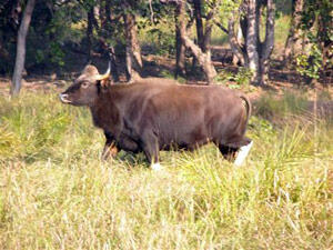 Should we clone endangered animals? | AMNH