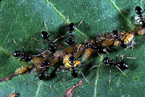 Which animal group has the most organisms? | AMNH