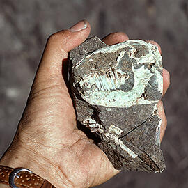 Ask a Scientist About Our Environment | AMNH