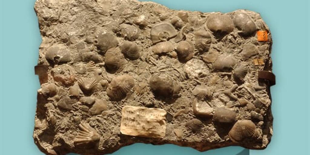 Sedimentary Rock Examples With Fossils