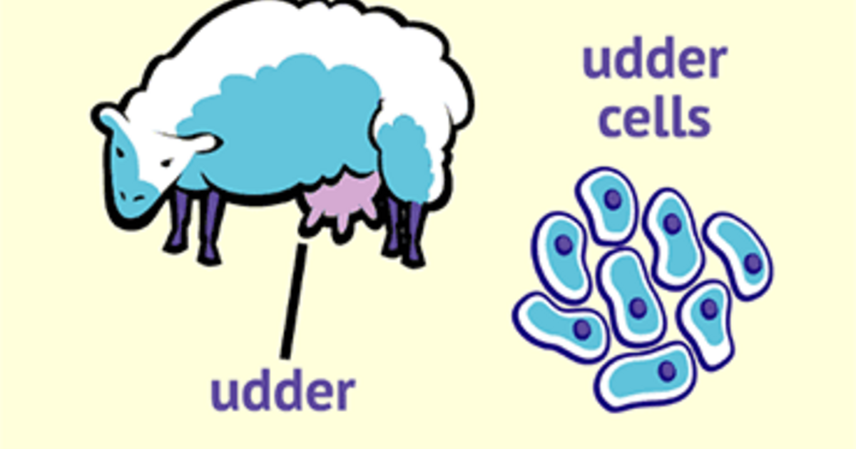 dolly the sheep clone process