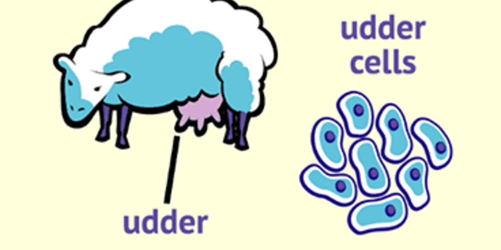 sheep's udder