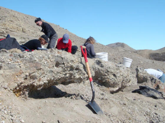 Paleontology for Kids: OLogy | AMNH