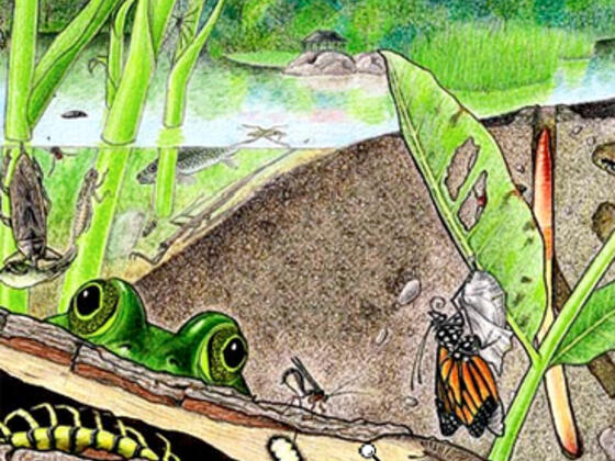 Biodiversity for Kids: OLogy | AMNH