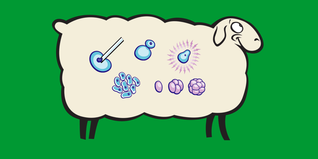 Gene Cloning Animation