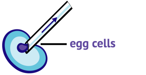 How They Cloned a Sheep | AMNH