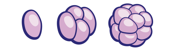 All About Cloning | AMNH