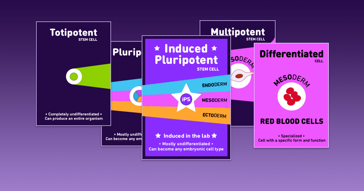 Differentiate! The Stem Cell Card Game | AMNH